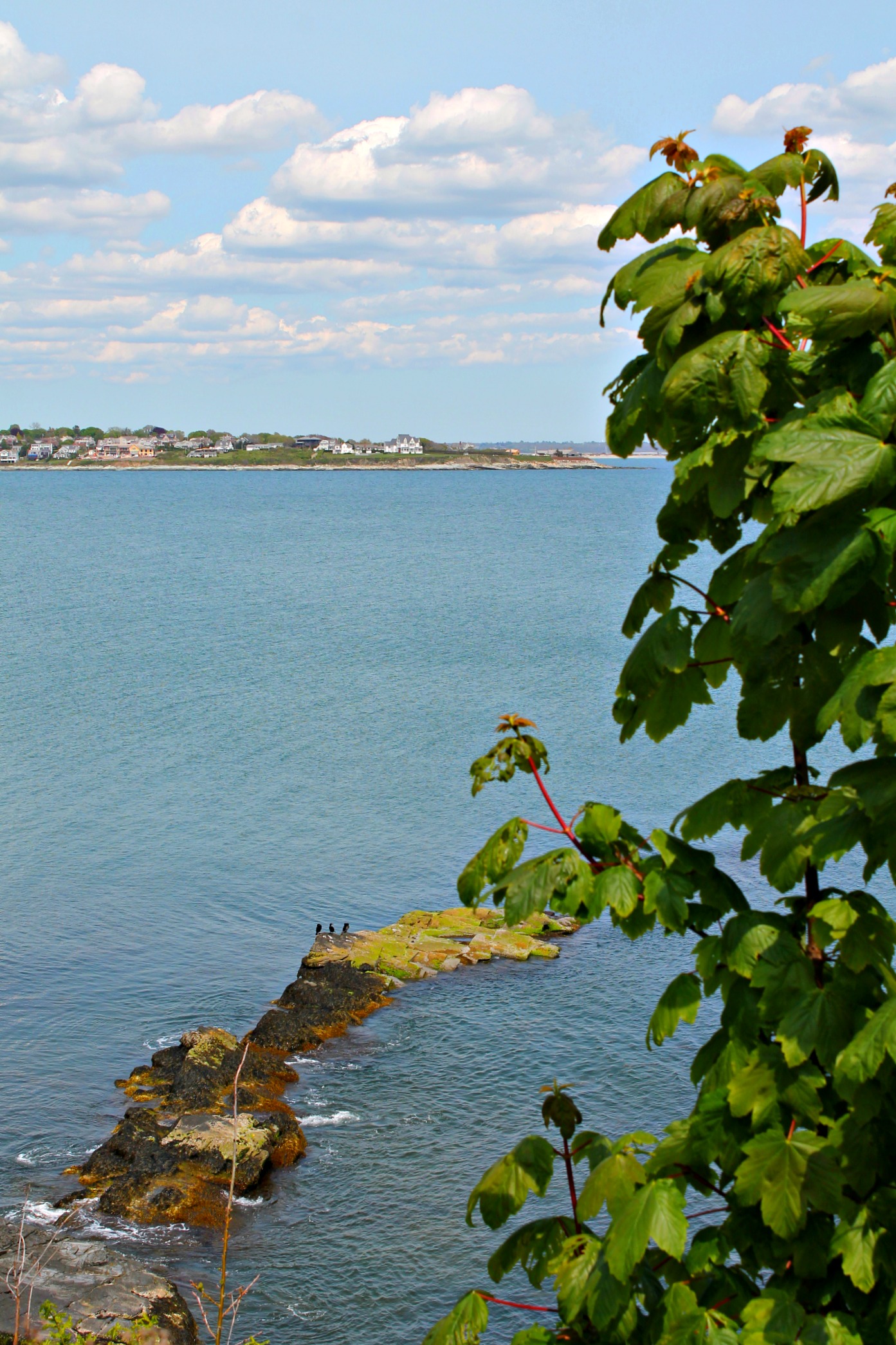Newport, RI's Cliff Walk: Photos to Inspire Your Visit and Information ...